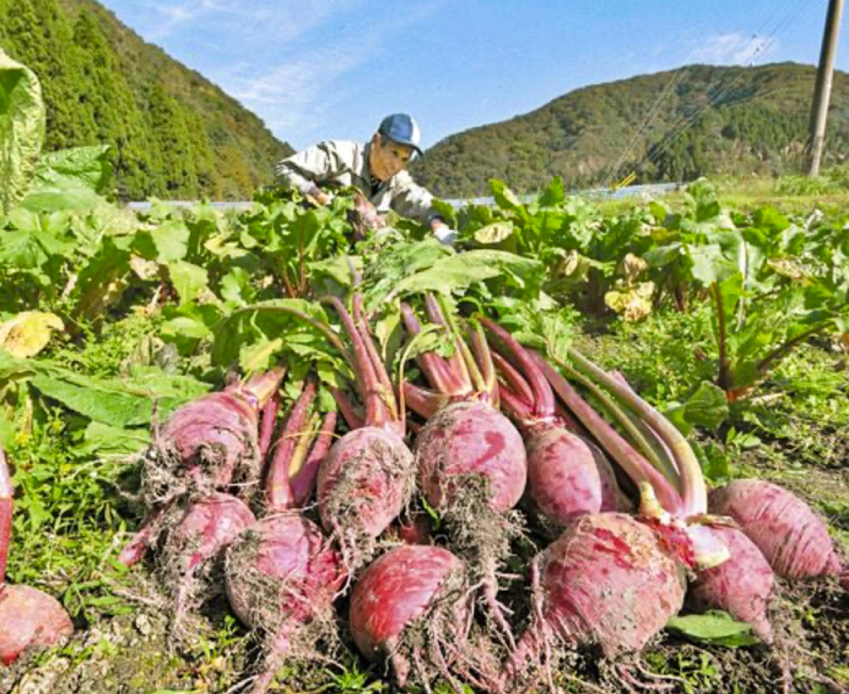 伝統野菜、敦賀で収穫 赤カブ「杉箸アカカンバ」 | 日々URALA（ウララ）福井県のおすすめ情報