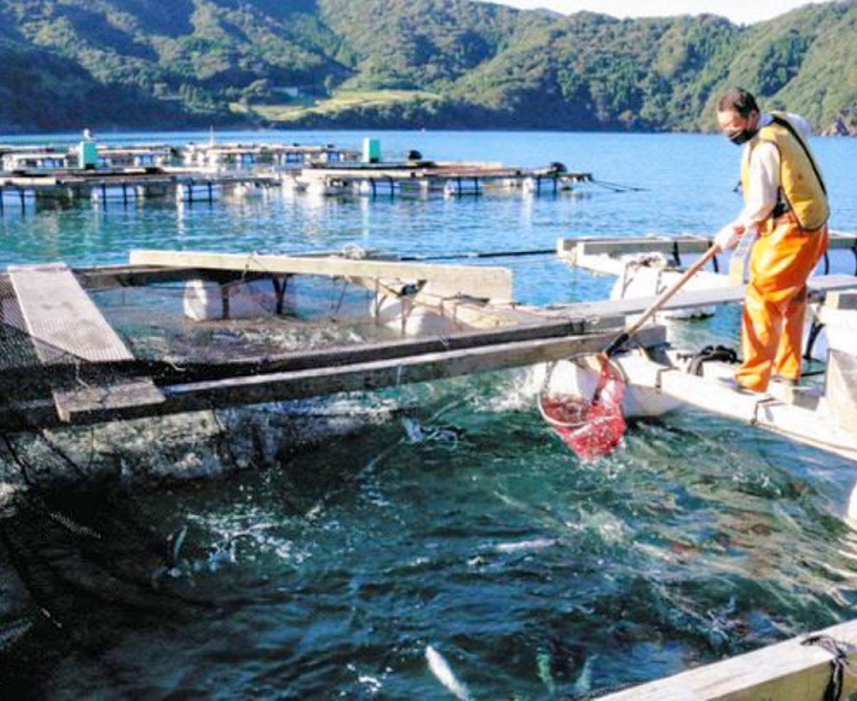 小浜よっぱらいサバ、再び市場へ 海水温下がり品質戻る | 日々URALA（ウララ）福井県のおすすめ情報