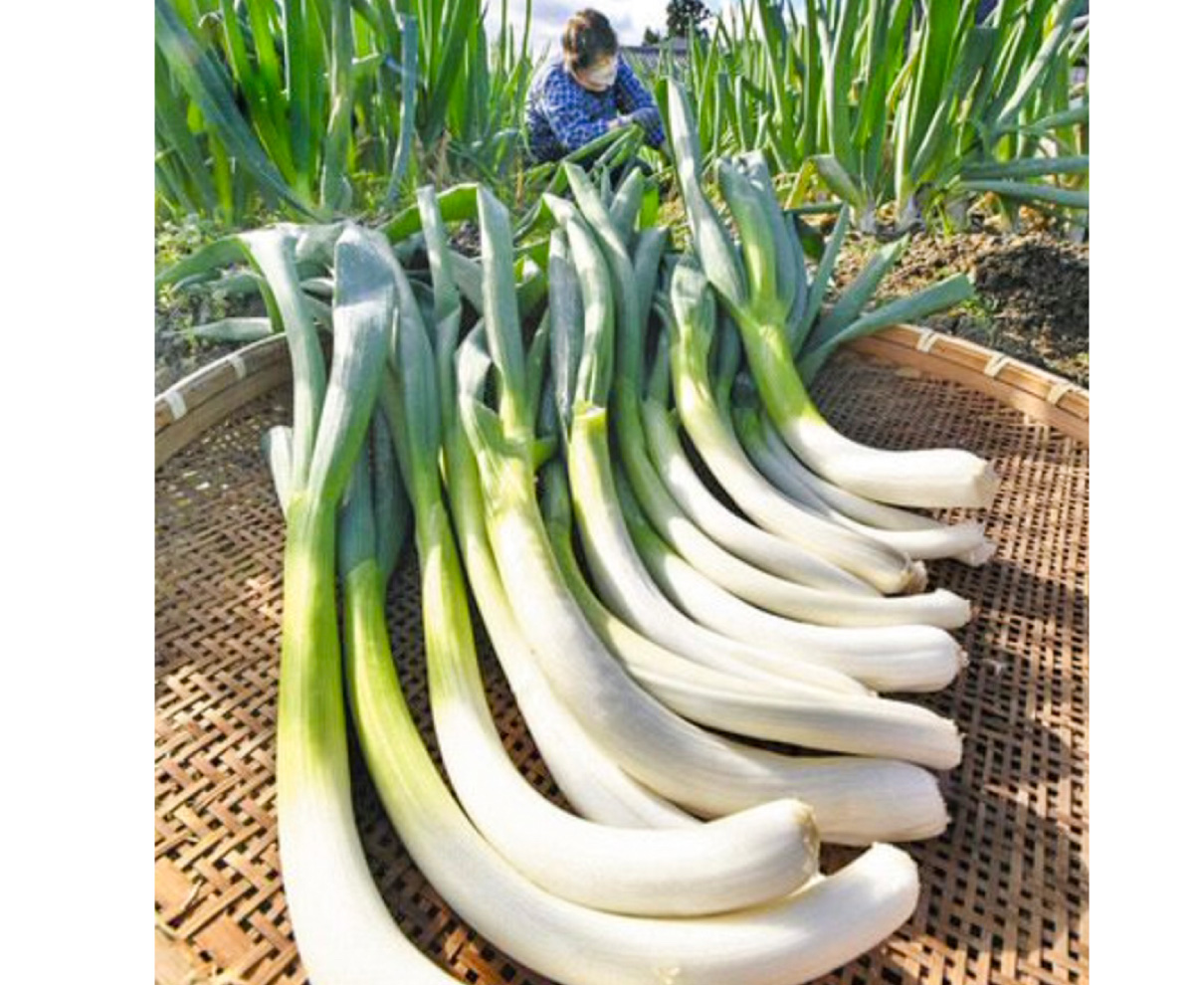 甘く柔らか伝統の味 小浜の「谷田部ねぎ」収穫期 | 日々URALA（ウララ）福井県のおすすめ情報