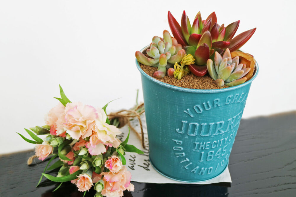 母の日に多肉植物を贈ろう | 日々URALA（ウララ）