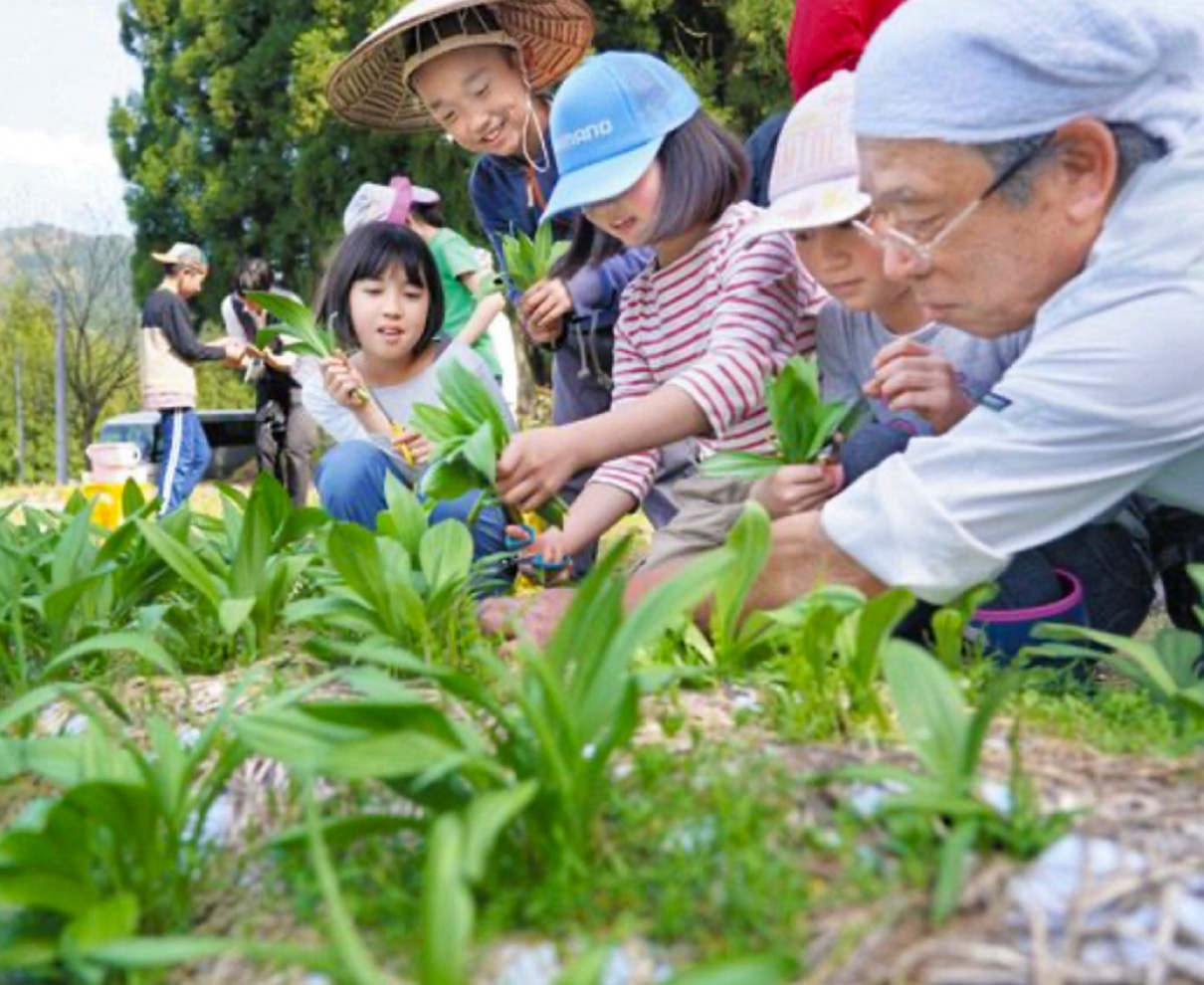 古くから伝わる山菜「ギョウジャニンニク」 勝山の新たな味覚”発掘” | 日々URALA（ウララ）福井県のおすすめ情報