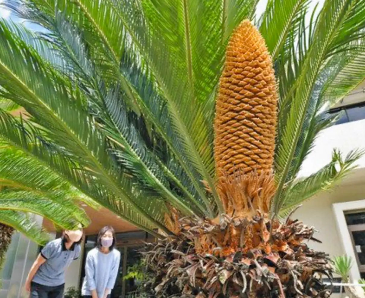 県総合グリーンセンター 「ソテツカップル」開花 | 日々URALA（ウララ）福井県のおすすめ情報