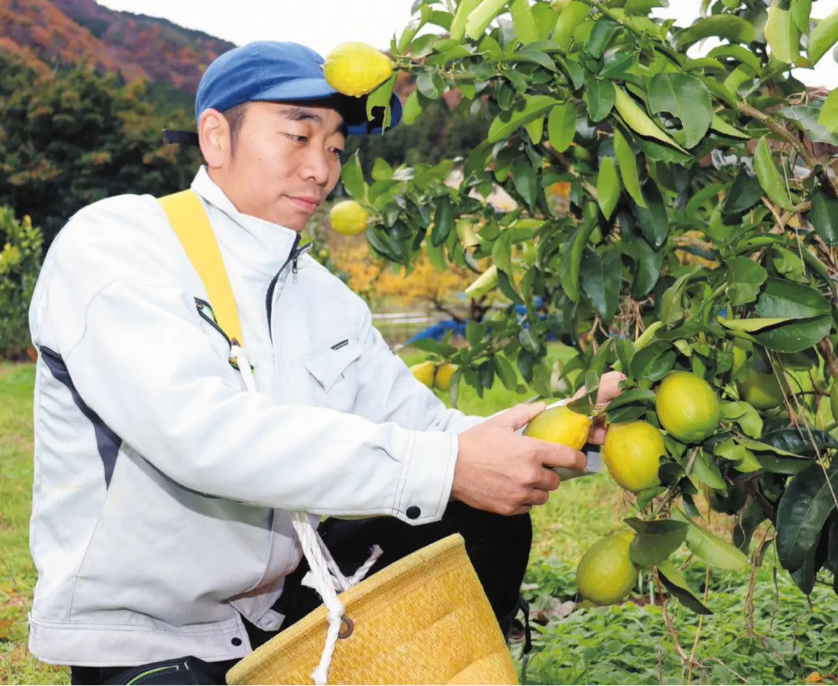 若狭町のレモン 新特産品の香り ウメ農家・小林さん初収穫 | 日々URALA（ウララ）福井県のおすすめ情報