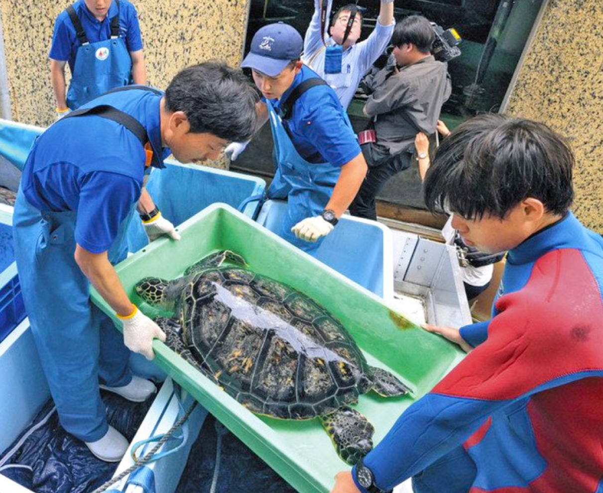 被災ウミガメ 能登に帰郷 越前松島水族館 | 日々URALA（ウララ）福井県のおすすめ情報