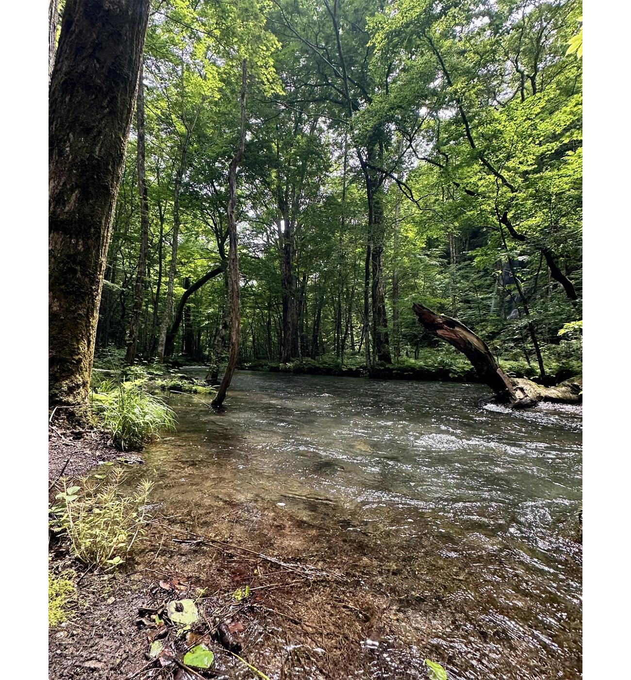 先週に続き、東北旅行の思い出をお届け。りんご、わんこそば、盛岡冷麺とご当地グルメを大満喫！ | 日々URALA（ウララ）福井県のおすすめ情報